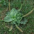 The Annoying Weed That May Actually Be Useful!! - D.I.Y Bullseye