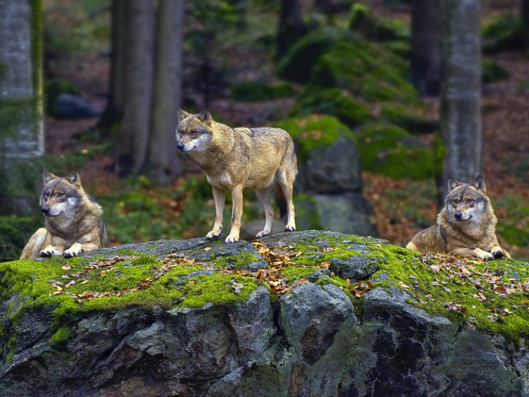 6 Things To Know When Crossing Paths With Wolves in the Wild - Page 2 ...