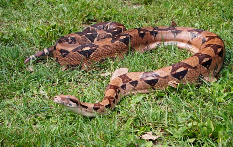Family Finds 6 Foot Boa Constrictor Living in Attic! - D.I.Y Bullseye